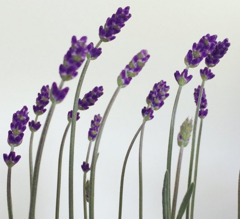 Lavender’s blue dilly dilly…but when will it be in season? | Hanami ...